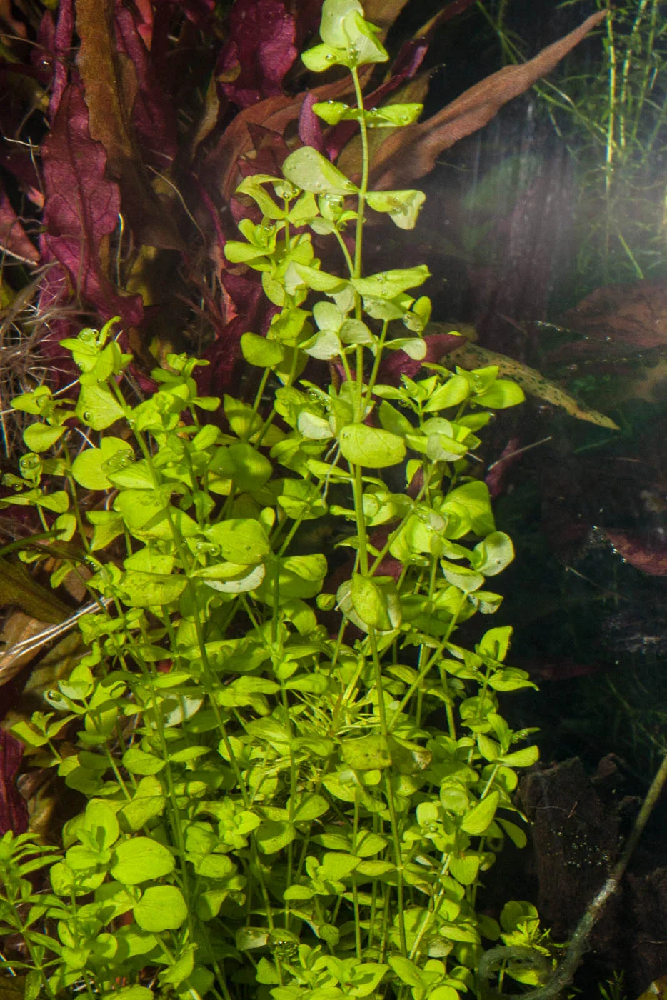 Lysimachia nummularia 'Aurea' — Florida Aquatic Nurseries