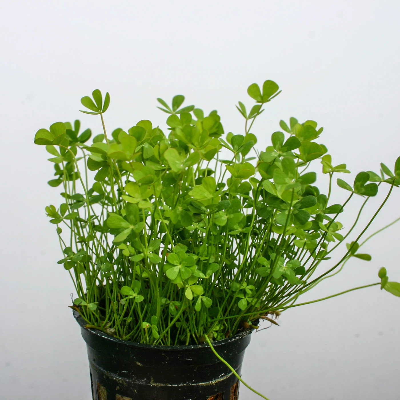 Marsilea hirsuta — Florida Aquatic Nurseries