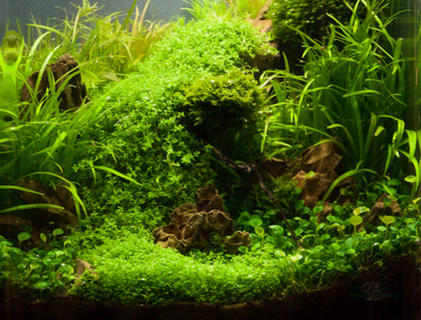 Marsilea Aquarium