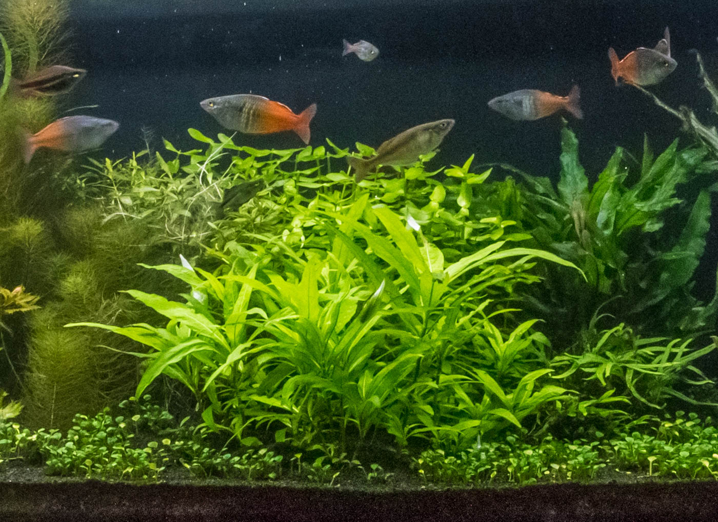 Marsilea Aquarium