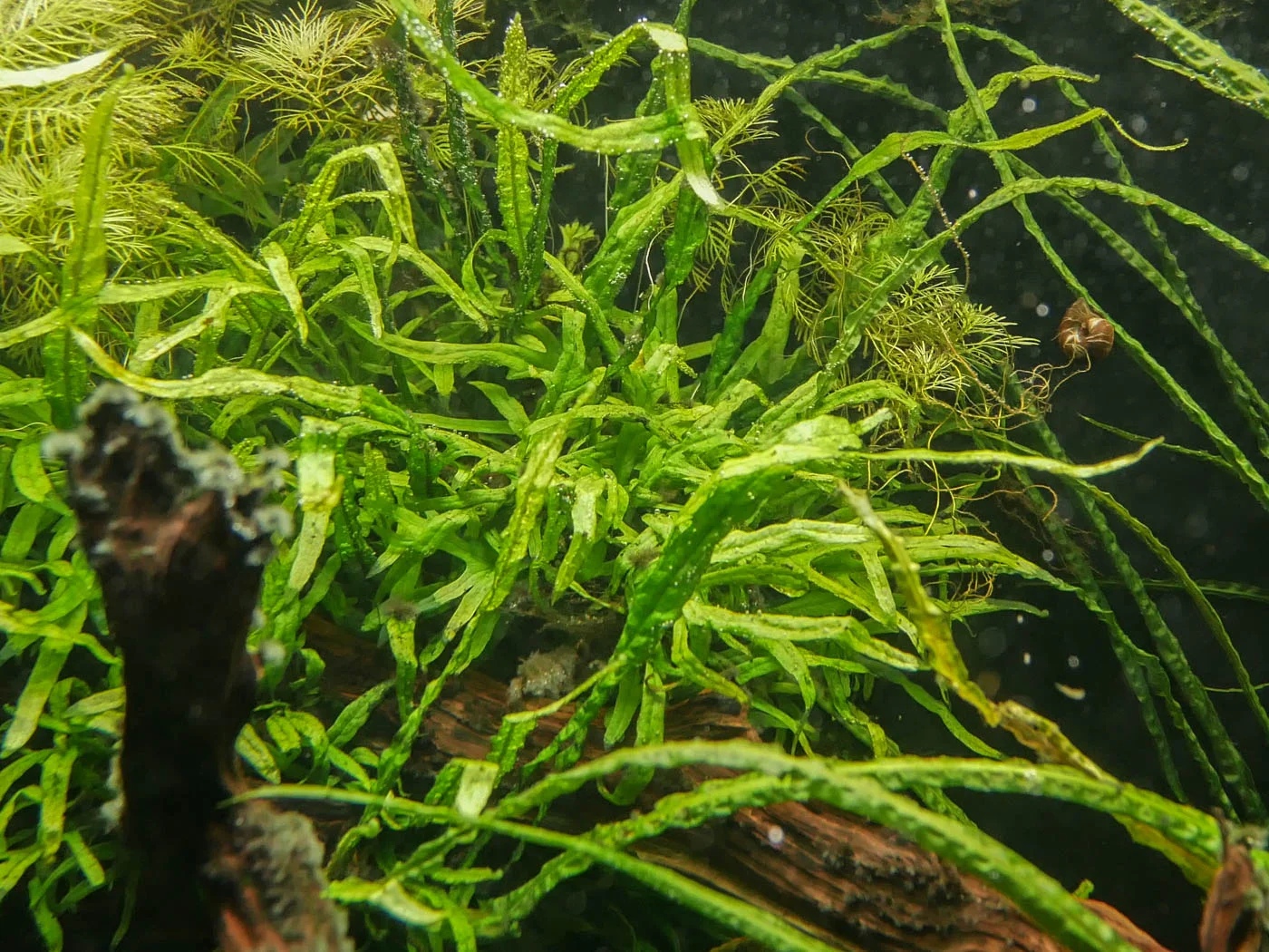 Microsorum pteropus 'Trident' — Florida Aquatic Nurseries