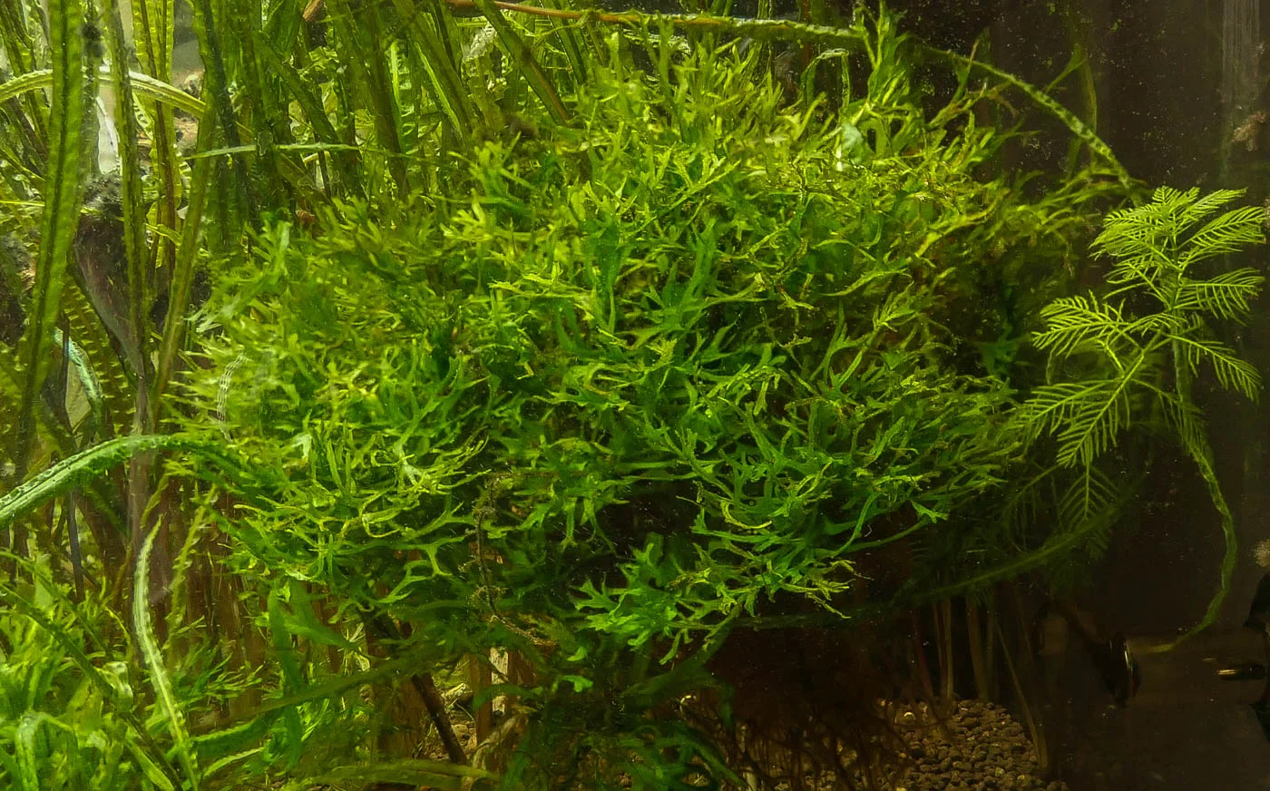 Microsorum pteropus 'Windelov' — Florida Aquatic Nurseries