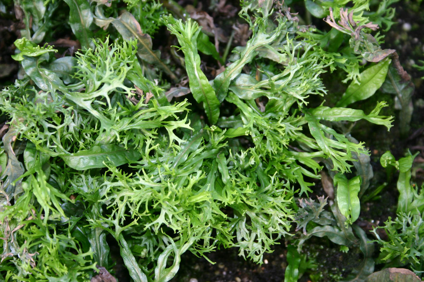 Microsorum pteropus 'Windelov' — Florida Aquatic Nurseries