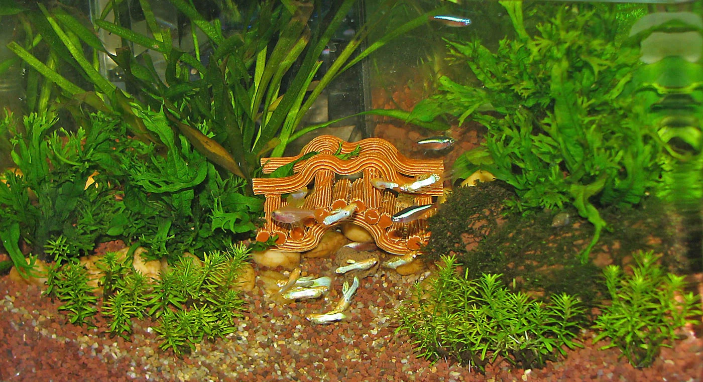 Microsorum pteropus 'Windelov' — Florida Aquatic Nurseries