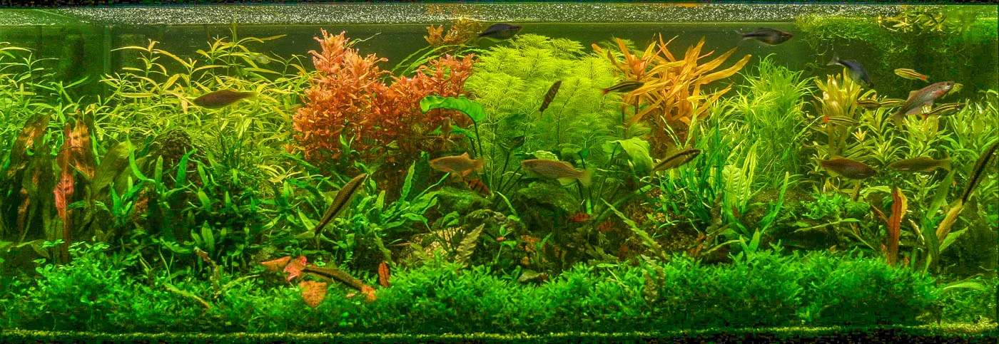 Pellia Monosolenium Tenerum