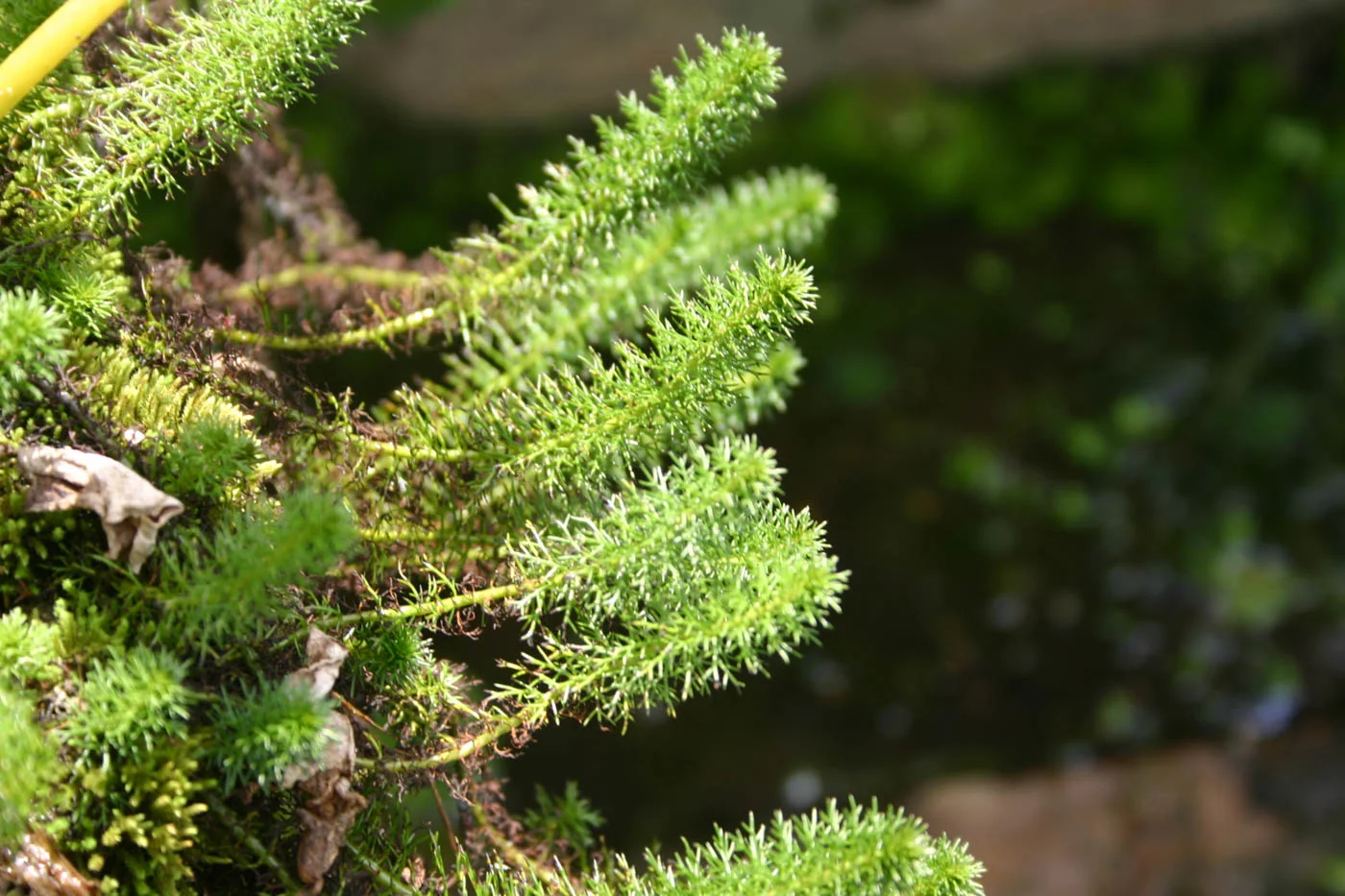 Myriophyllum heterophyllum — Florida Aquatic Nurseries