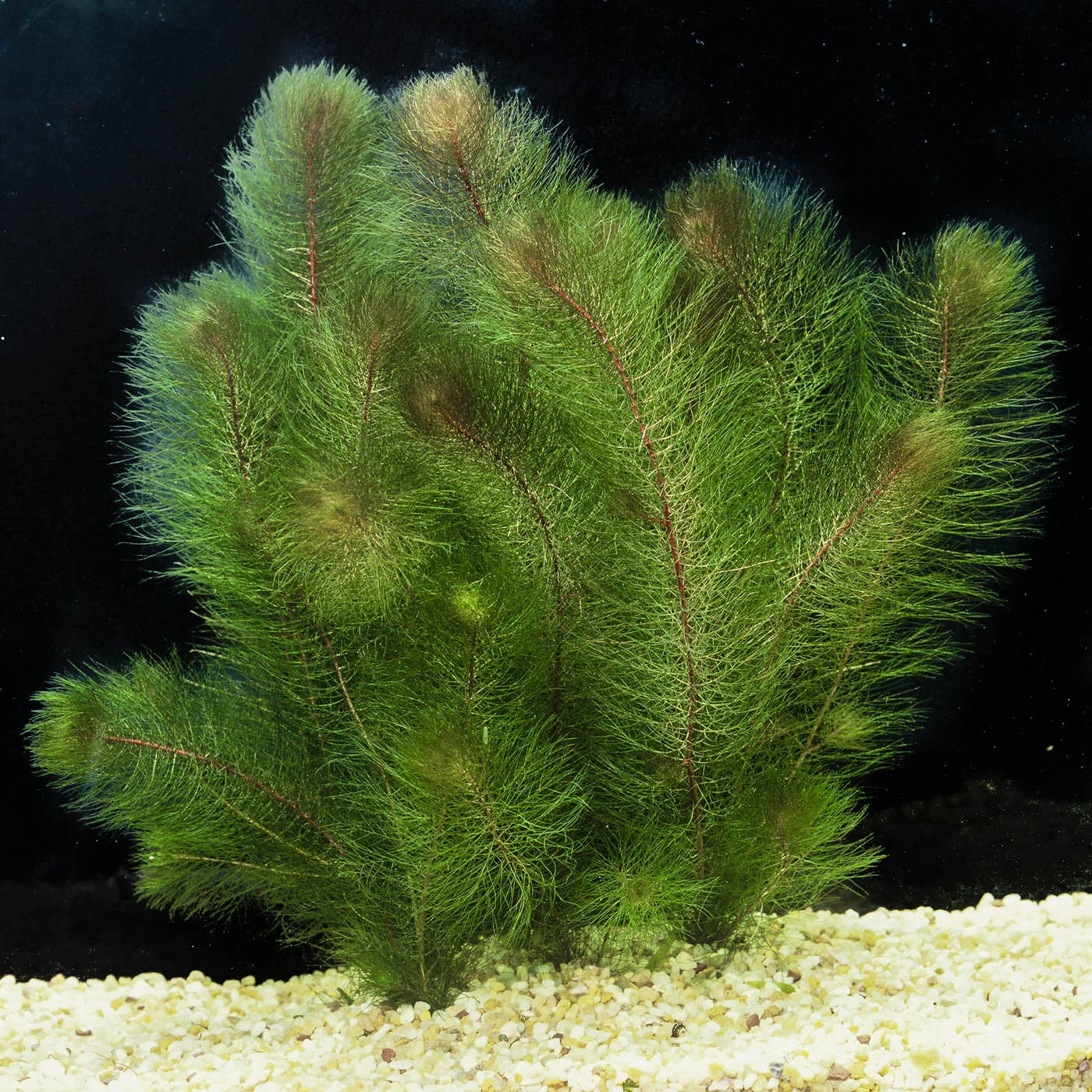 Myriophyllum heterophyllum — Florida Aquatic Nurseries