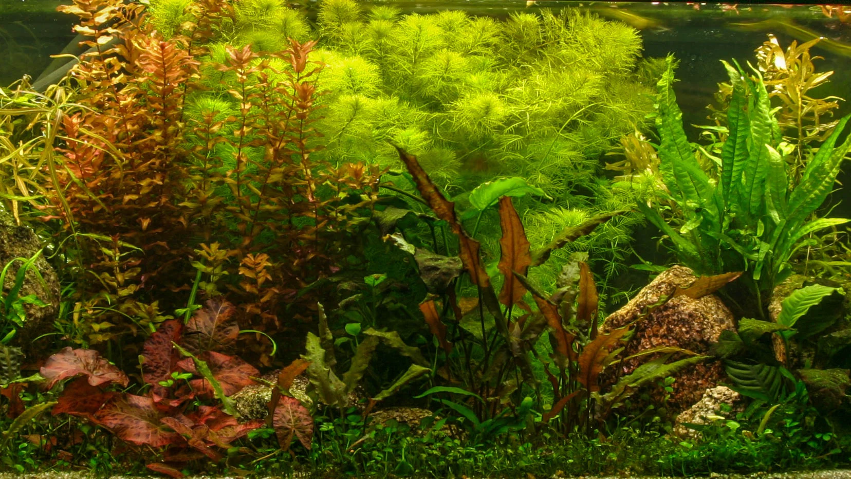 Myriophyllum mattogrossense — Florida Aquatic Nurseries