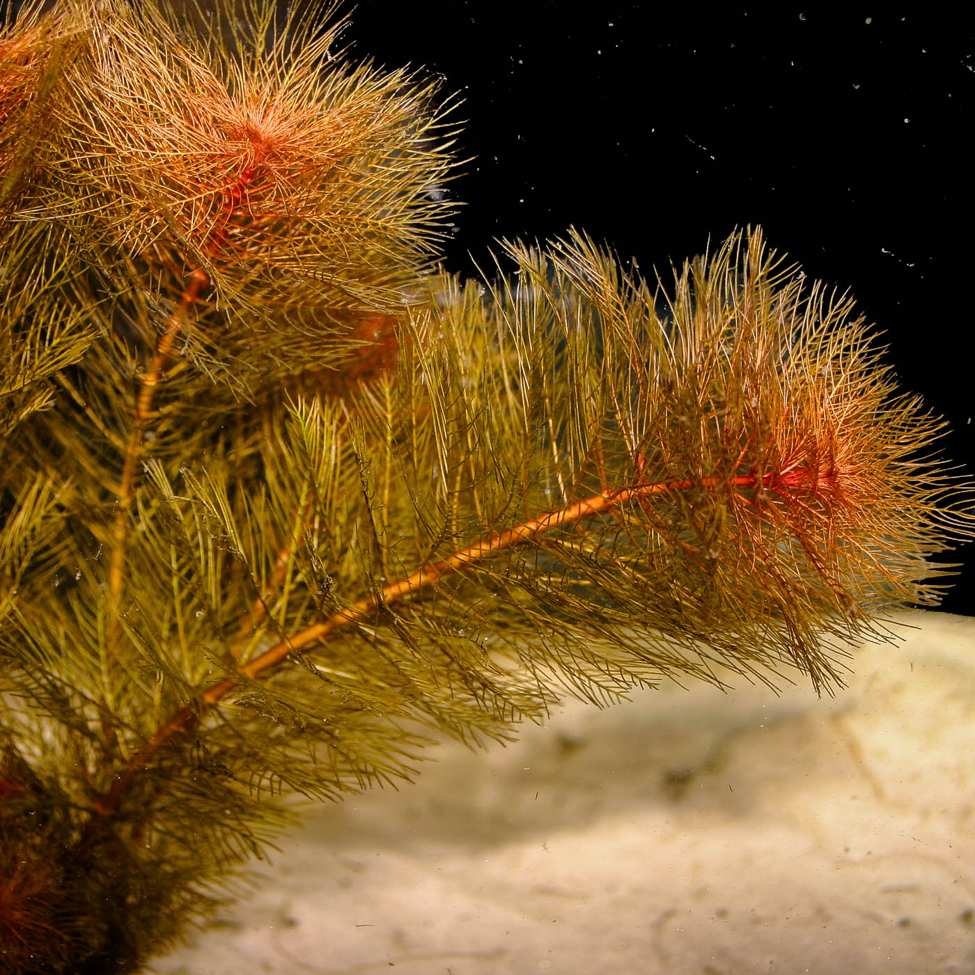 Myriophyllum tuberculatum 'Red' — Florida Aquatic Nurseries