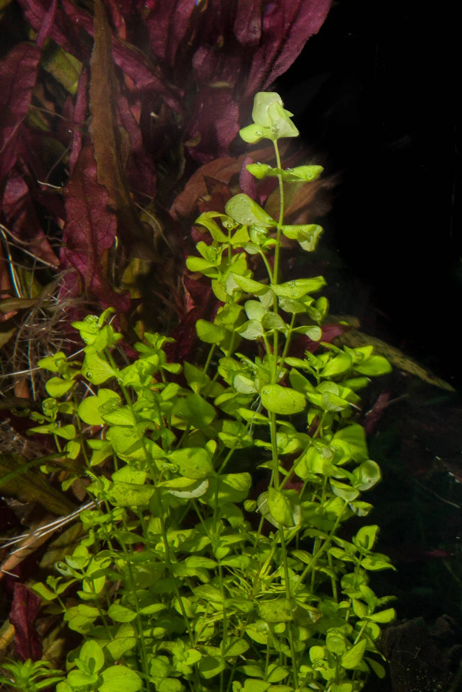 Micranthemum umbrosum — Florida Aquatic Nurseries