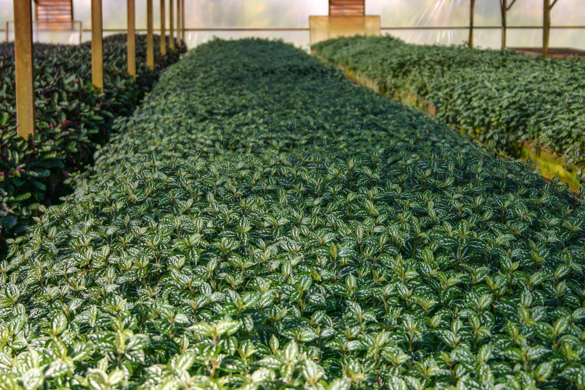 Pilea cadierei — Florida Aquatic Nurseries