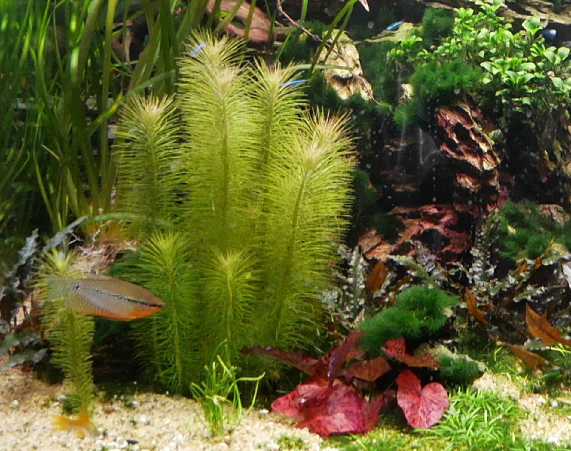 Pogostemon erectus — Florida Aquatic Nurseries