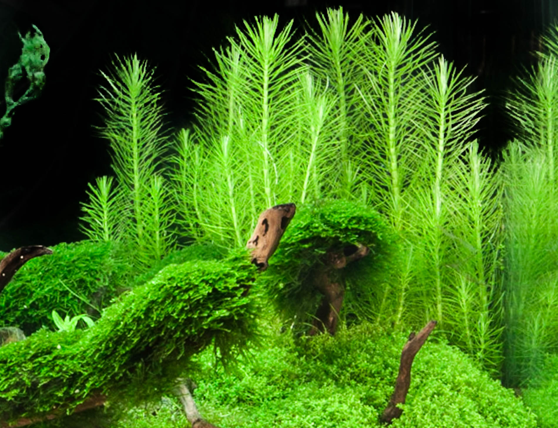 Pogostemon erectus — Florida Aquatic Nurseries