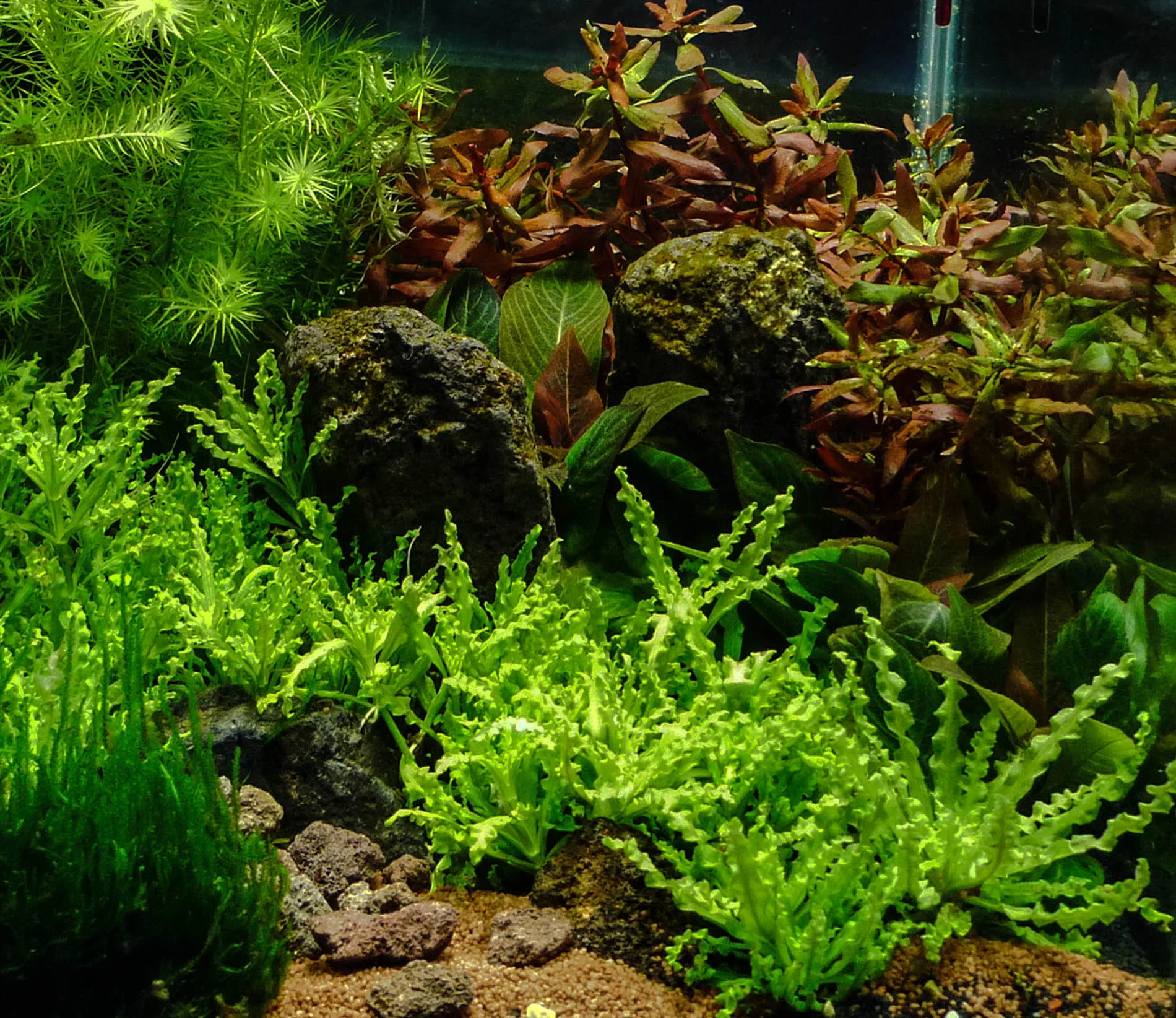 Pogostemon helferi — Florida Aquatic Nurseries