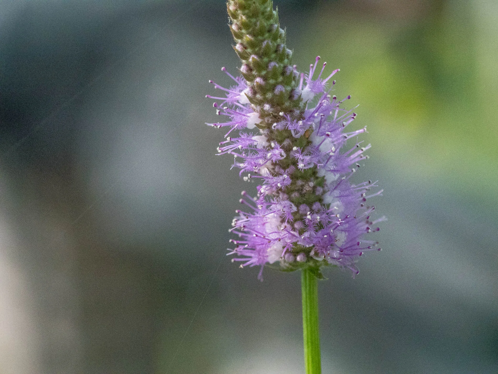 Pogostemon Stellatus Broad Leaf