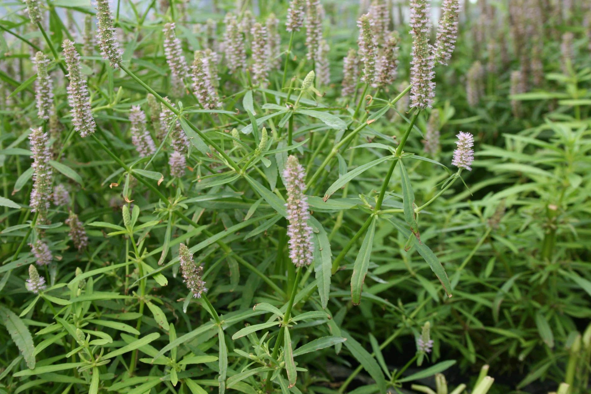 Pogostemon Species
