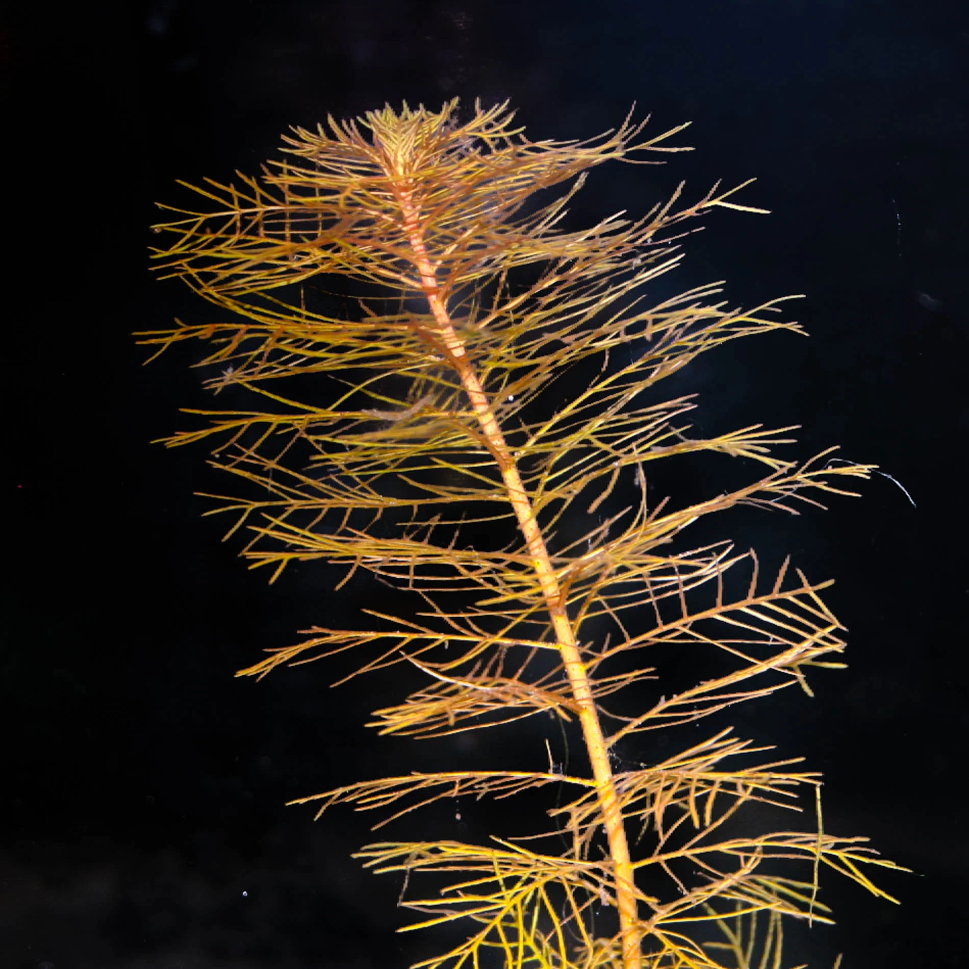 Proserpinaca pectinata — Florida Aquatic Nurseries