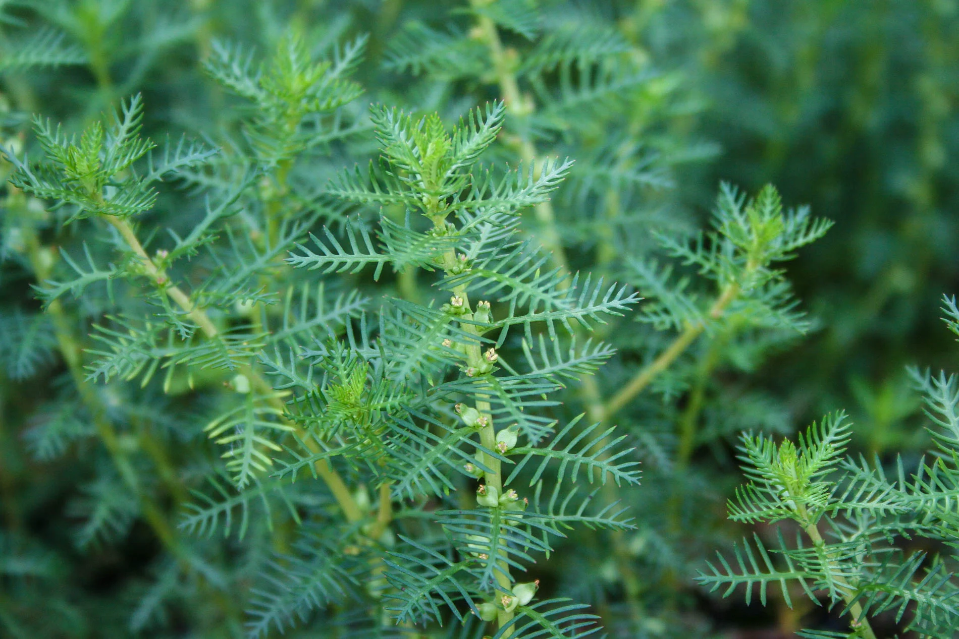 Proserpinaca pectinata — Florida Aquatic Nurseries