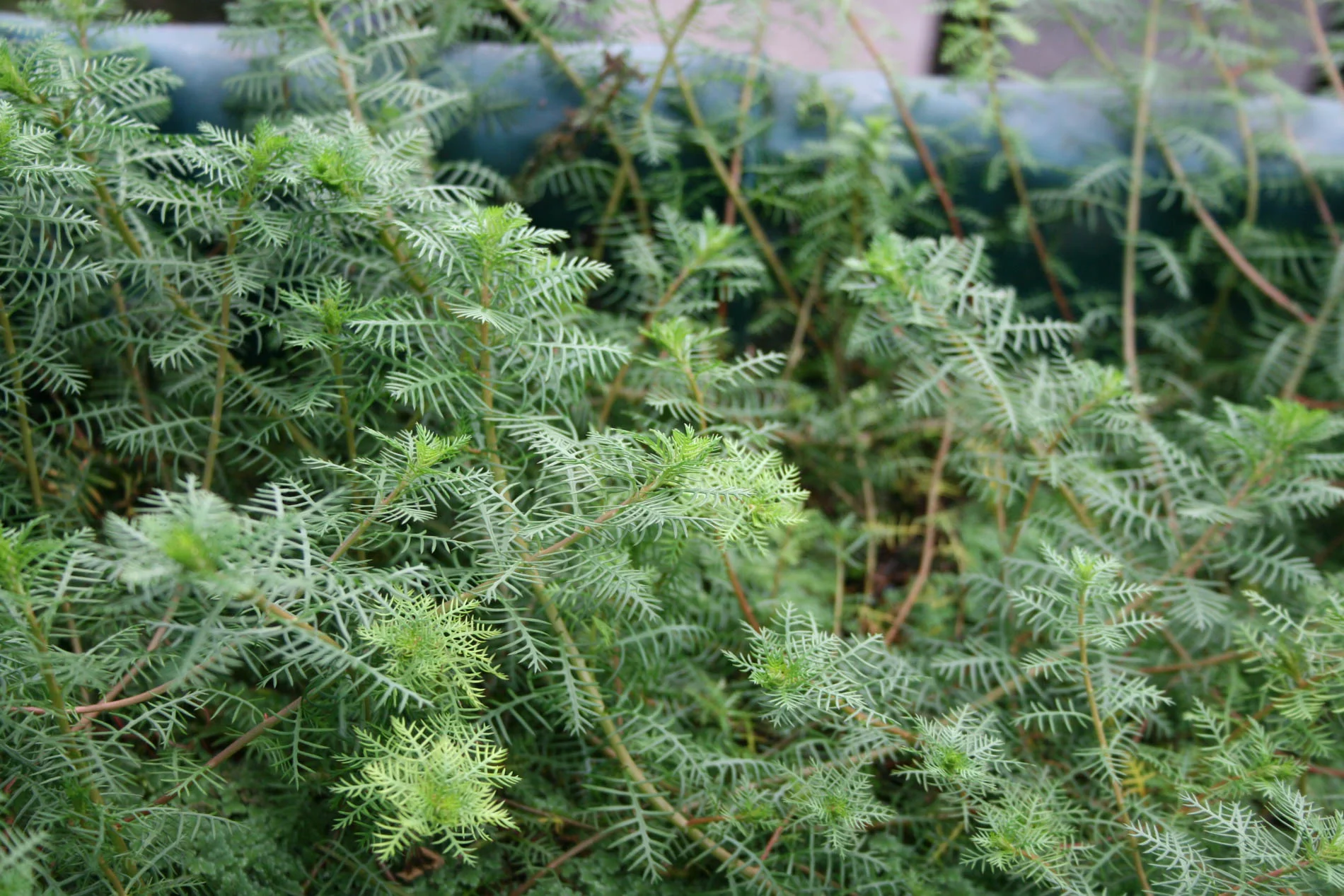 Proserpinaca Pectinata Consortium Of Intermountain Herbaria