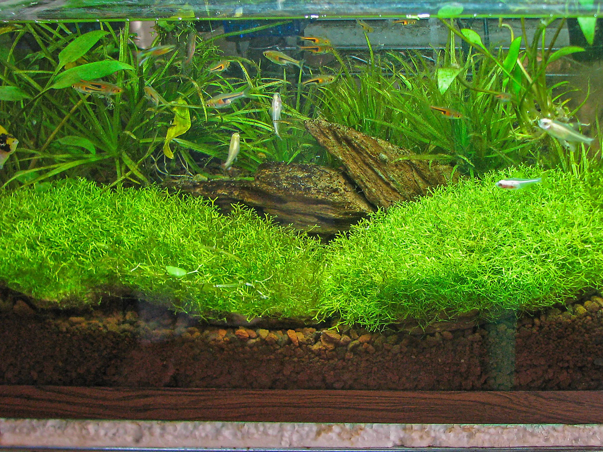 Riccia fluitans — Florida Aquatic Nurseries