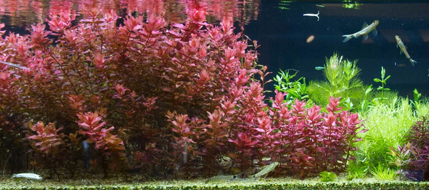 Rotala Macrandra Red