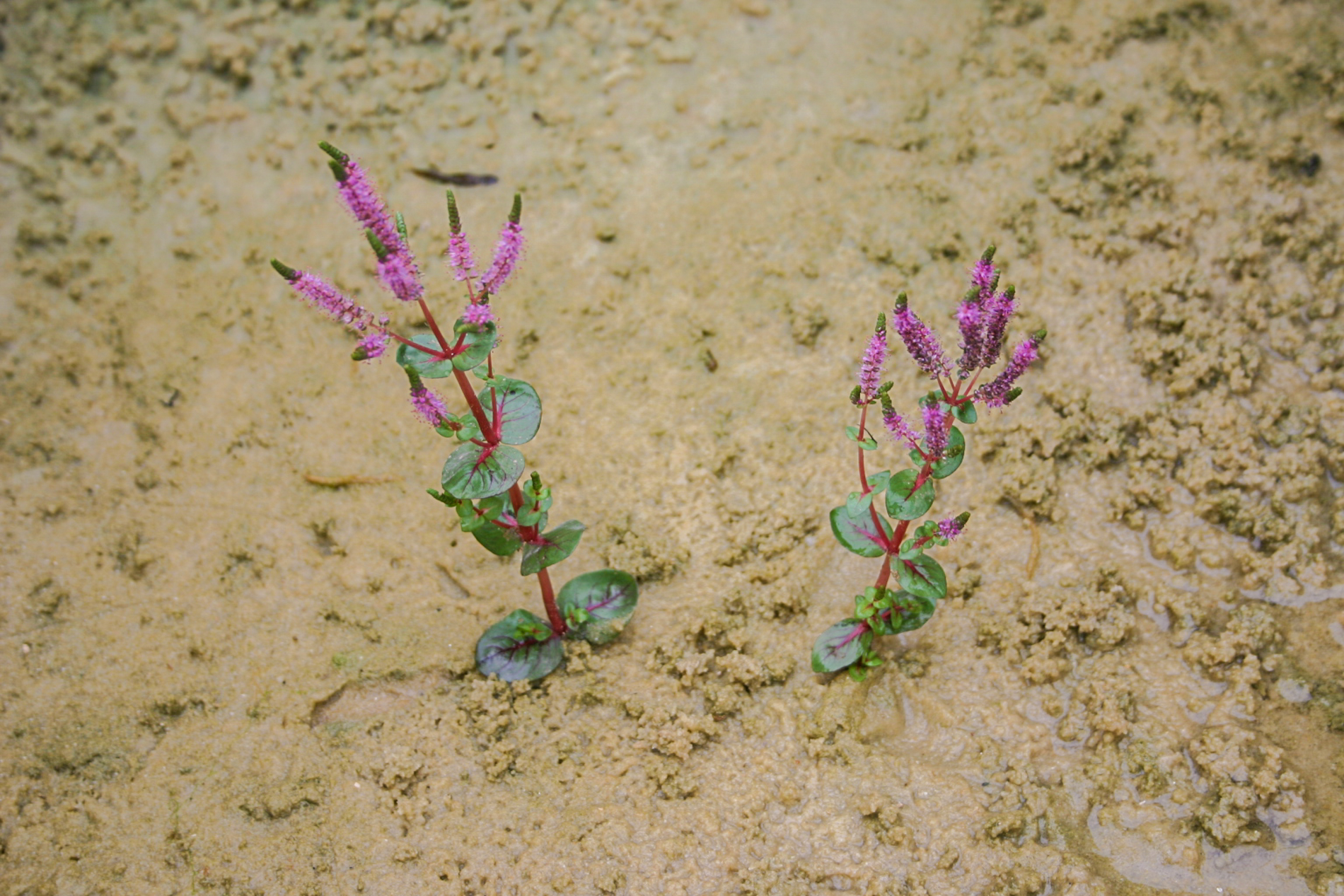 Rotala Macrandra Narrow Leaf Rotala Macrandra Mini Aquarium Plant