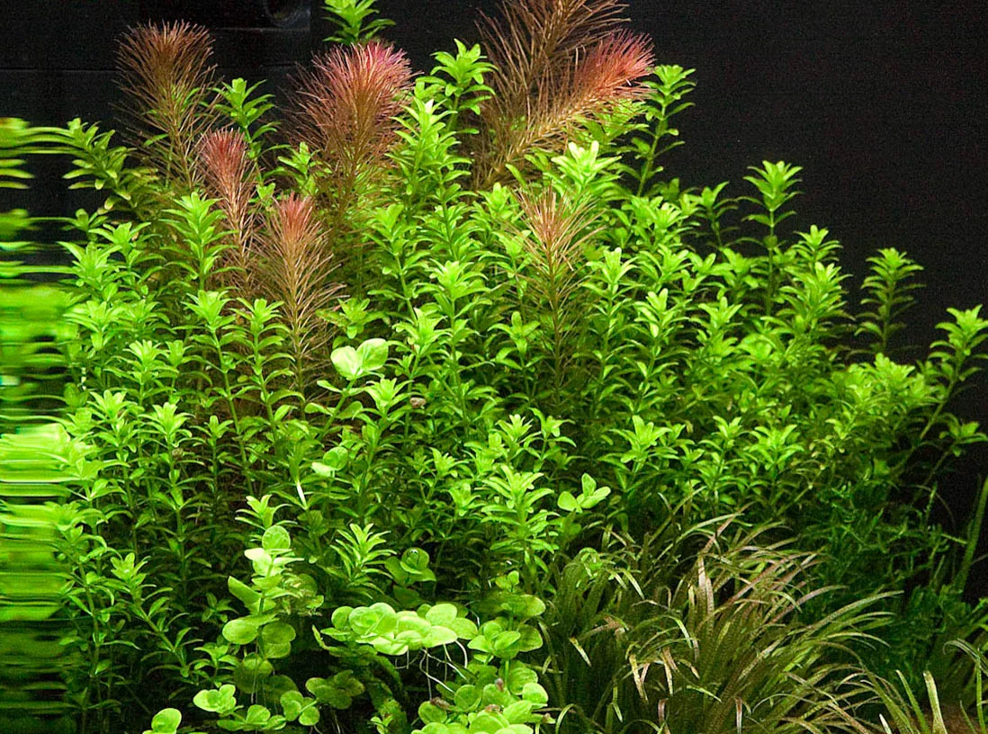 Rotala wallichii — Florida Aquatic Nurseries