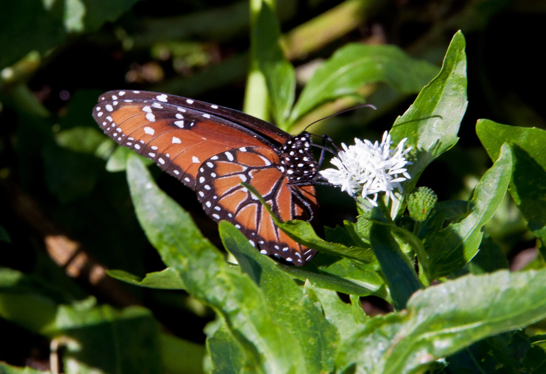 Gymnocoronis spilanthoides — Florida Aquatic Nurseries
