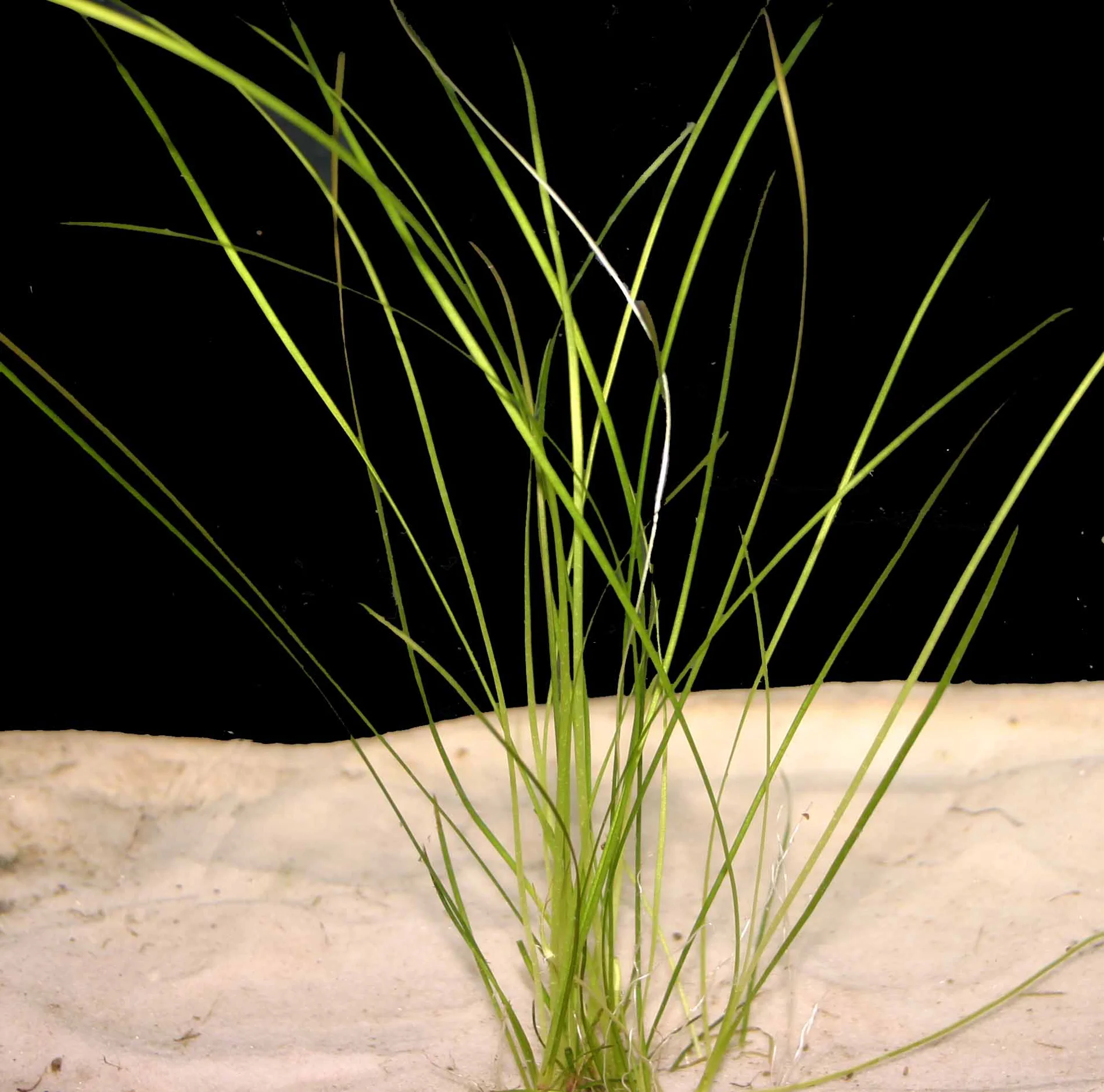 Vallisneria nana — Florida Aquatic Nurseries