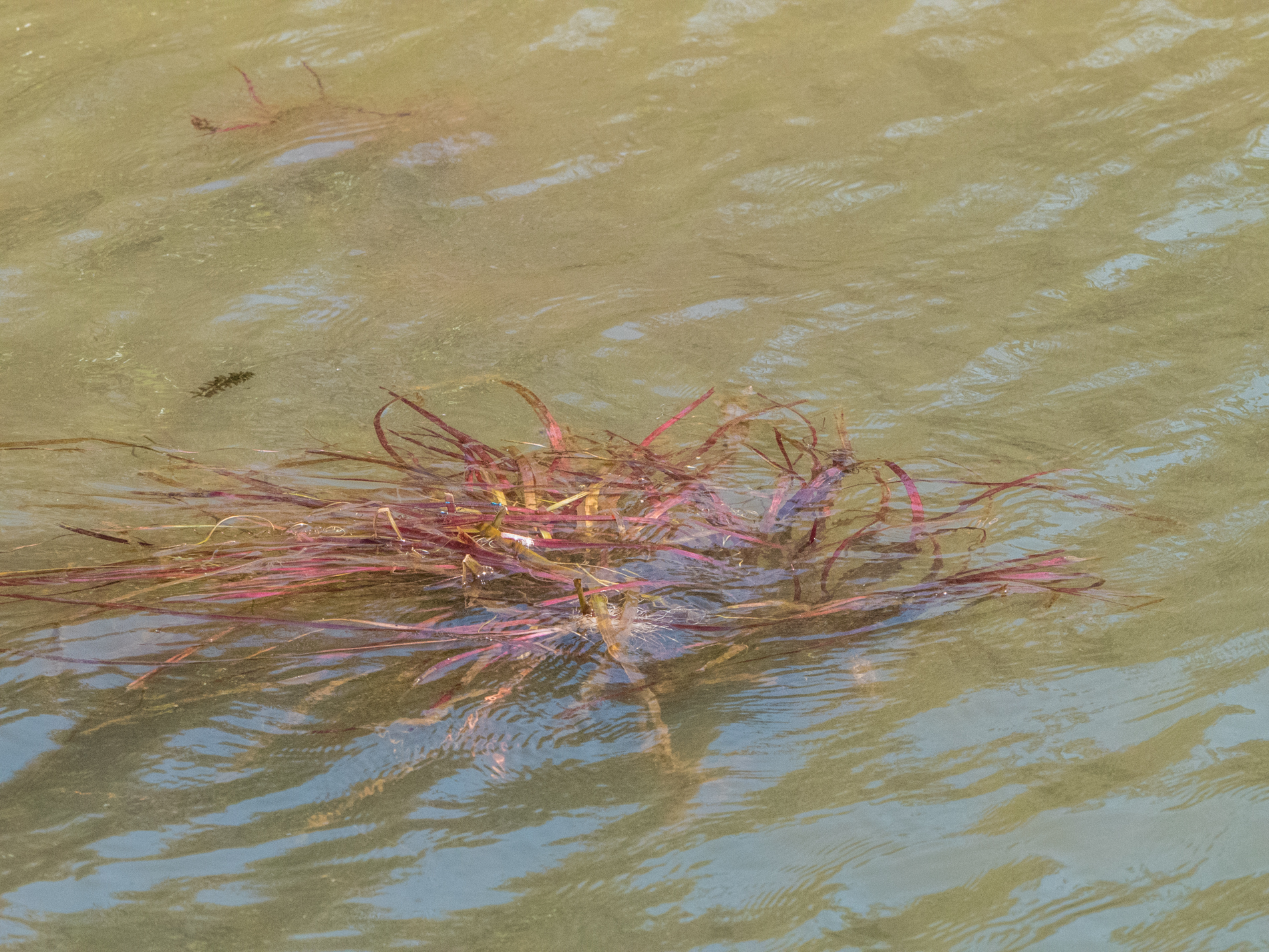 Vallisneria nana — Florida Aquatic Nurseries