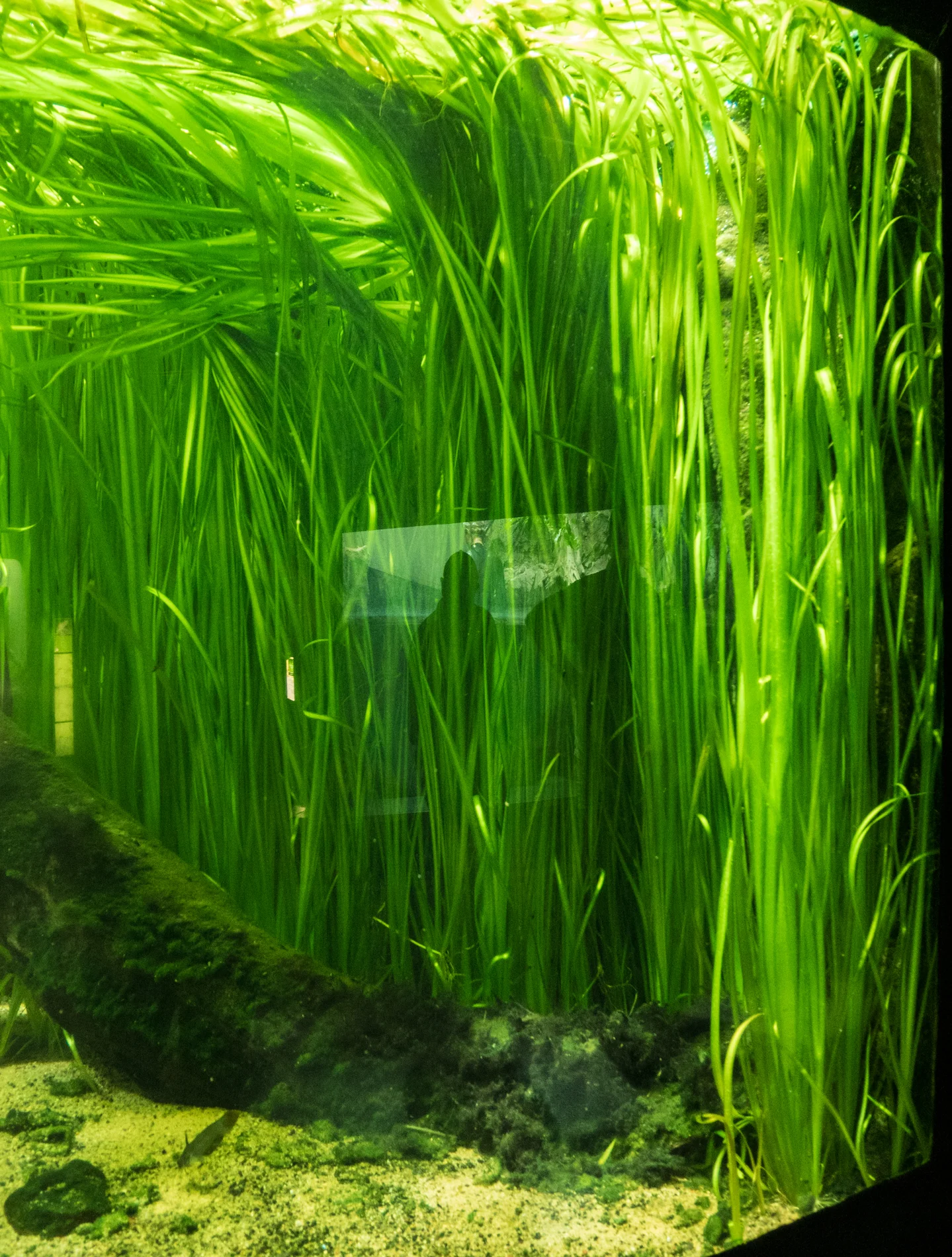 Vallisneria nana — Florida Aquatic Nurseries