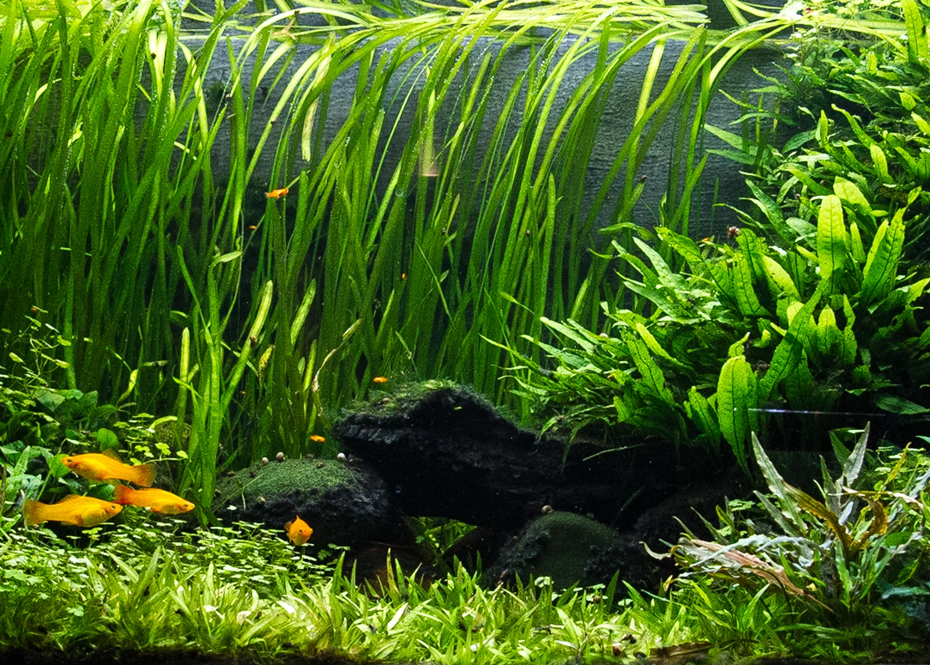 Italian Vallisneria