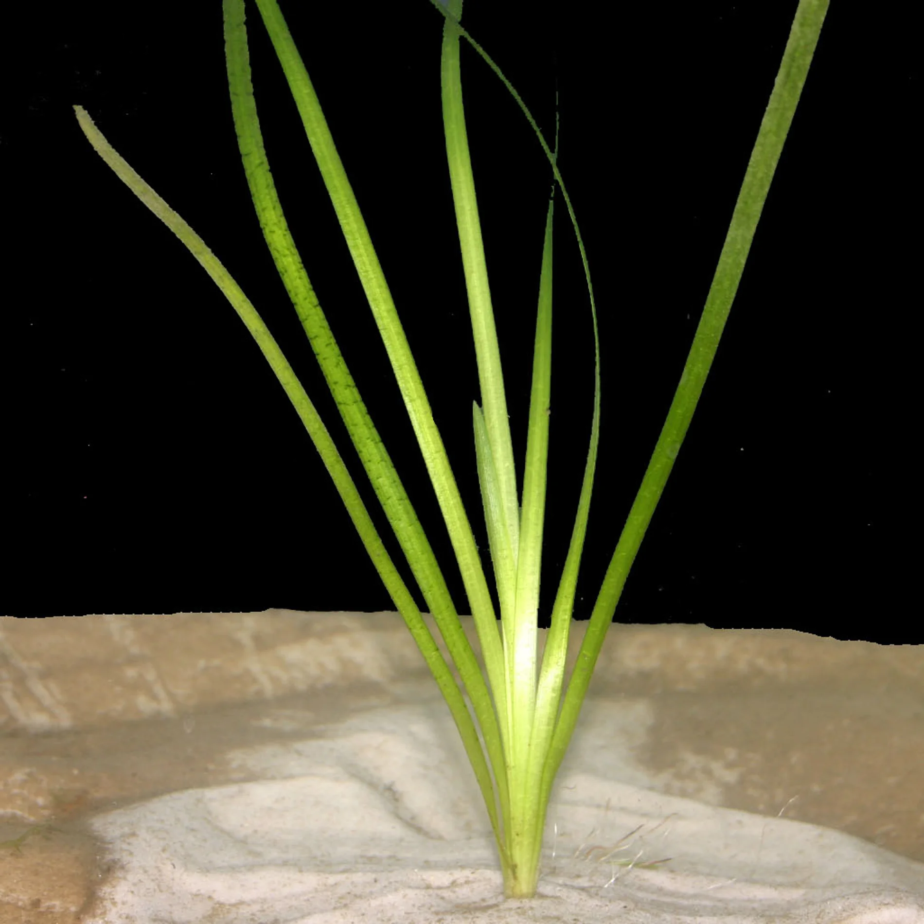 Vallisneria spiralis "Leopard" — Florida Aquatic Nurseries