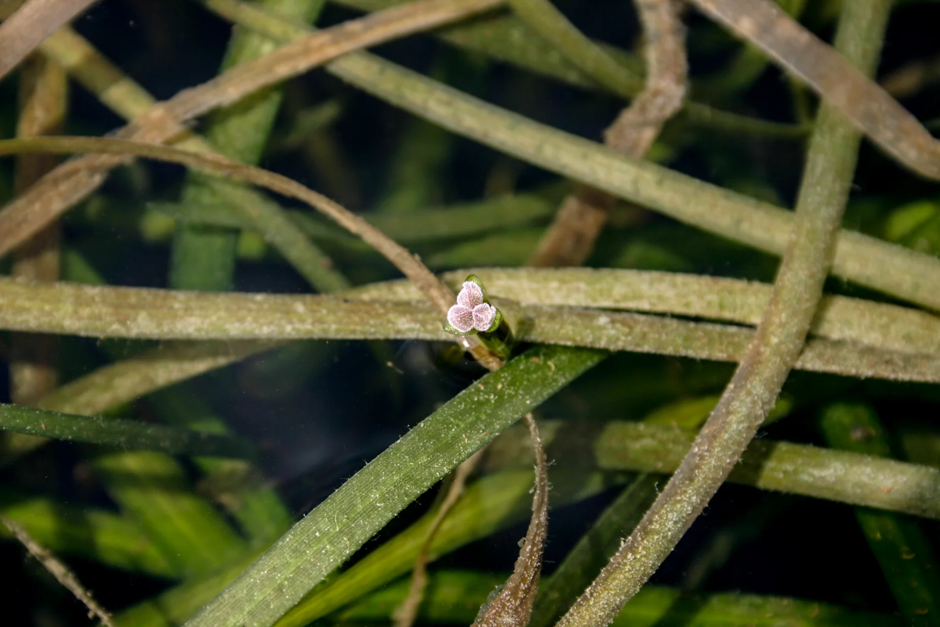 Vallisneria spiralis "Leopard" — Florida Aquatic Nurseries