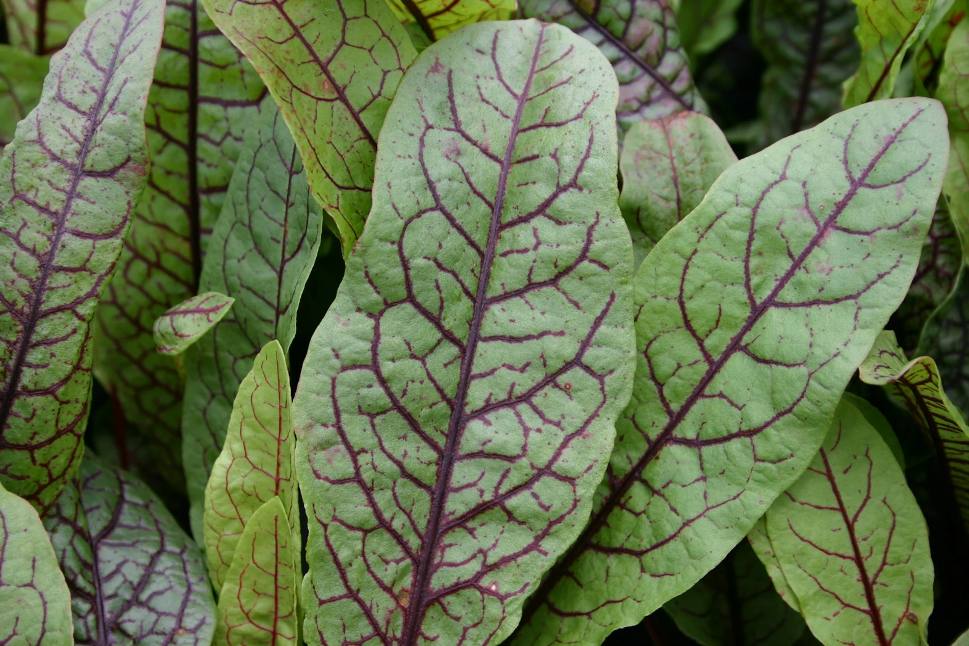 Rumex sanguineus — Florida Aquatic Nurseries