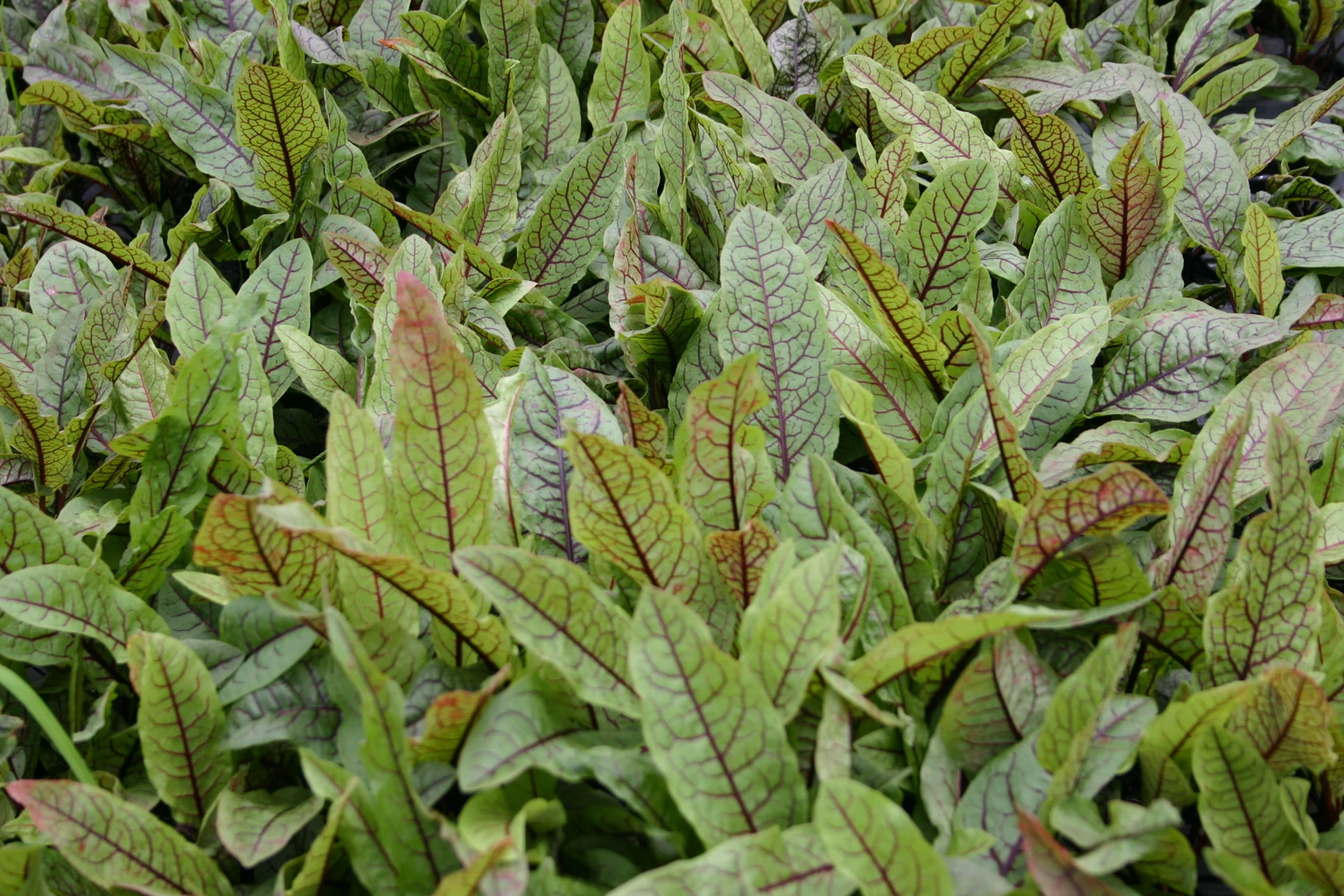 Rumex sanguineus — Florida Aquatic Nurseries