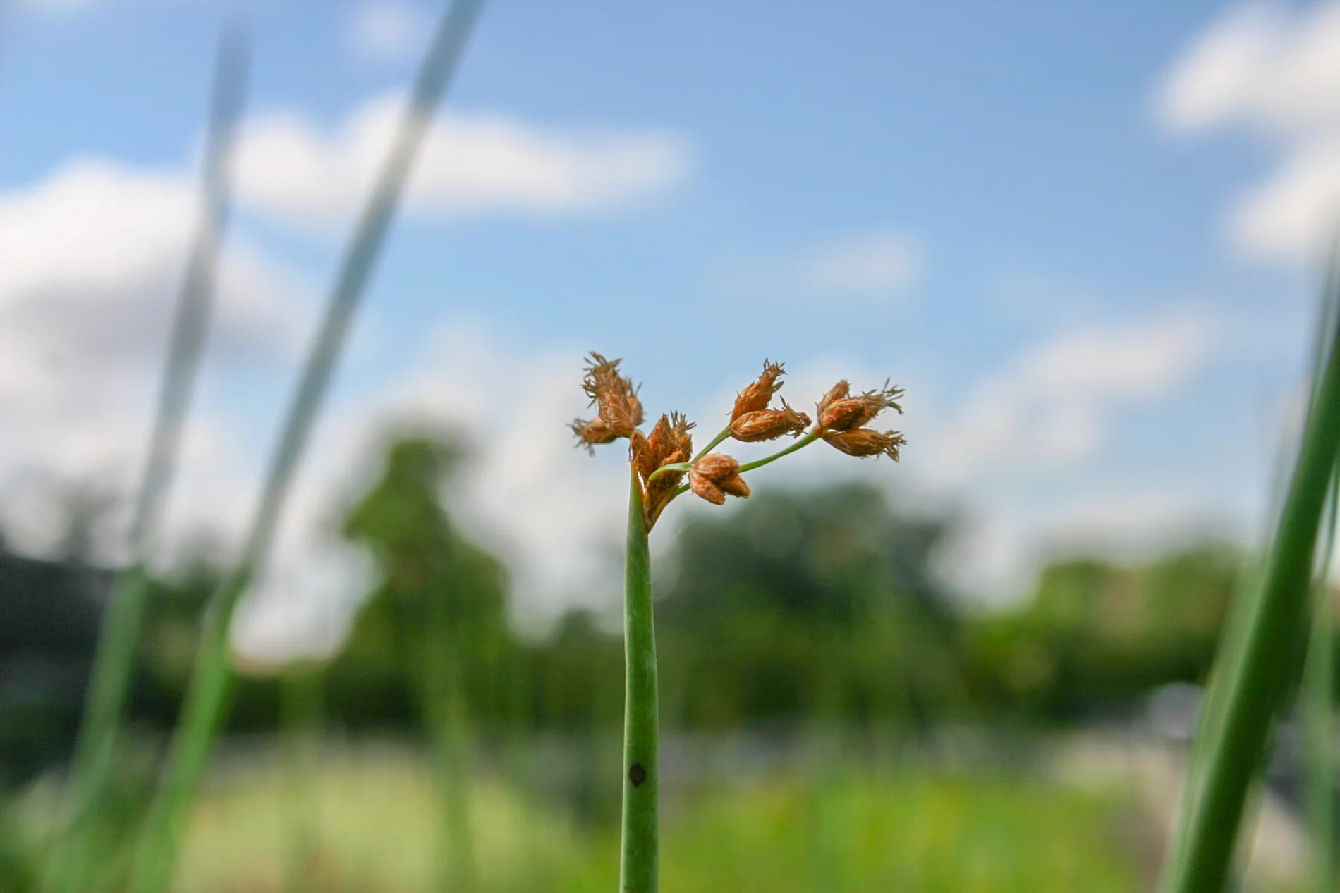 Schoenoplectus californicus — Florida Aquatic Nurseries