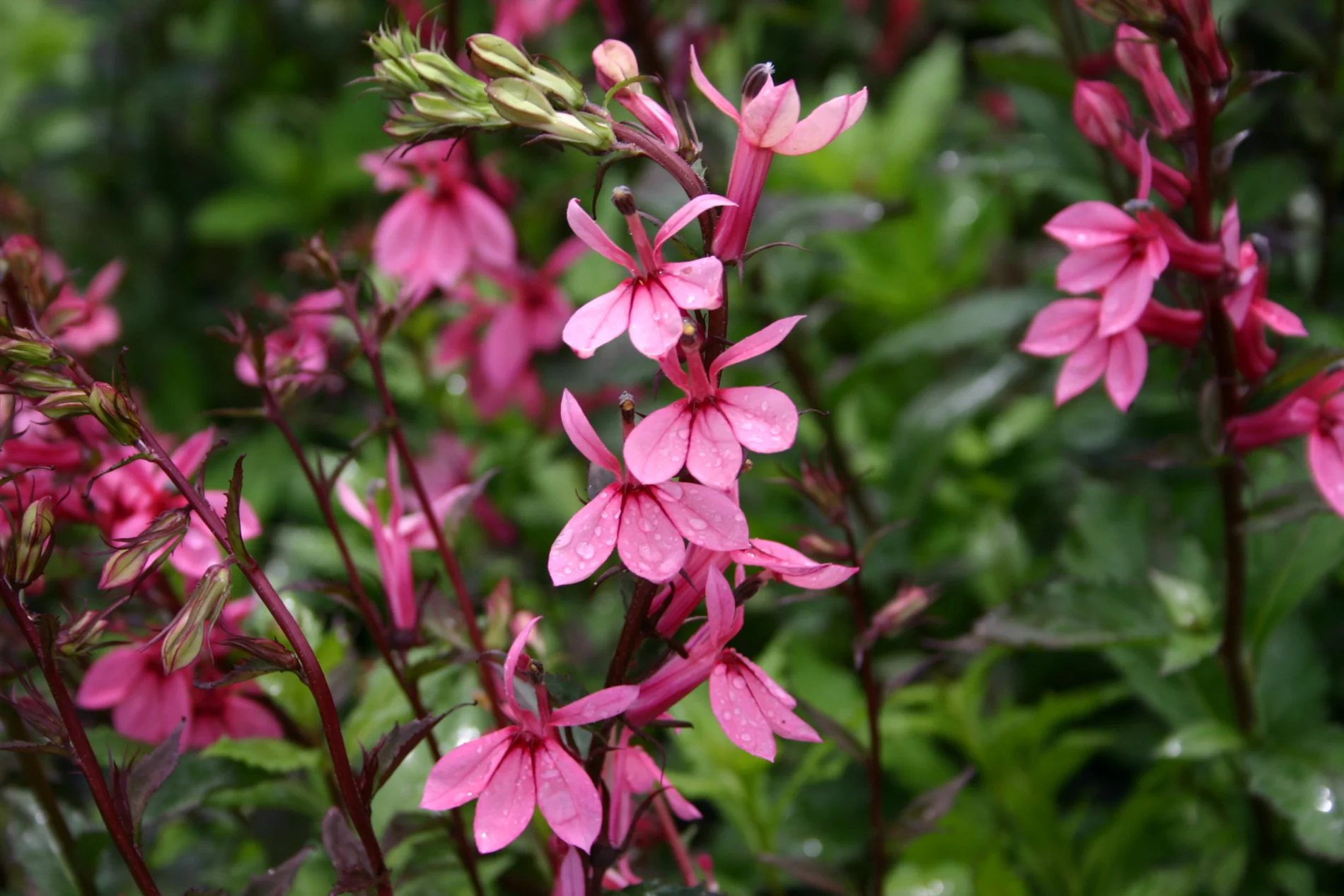 Lobelia x speciosa'Pink' — Florida Aquatic Nurseries
