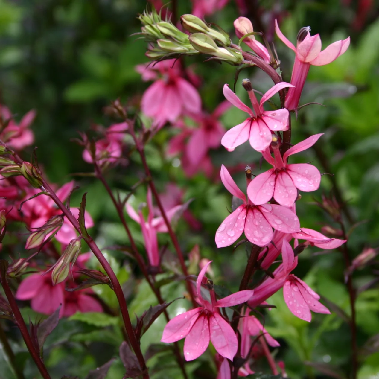 Pond Plants — Florida Aquatic Nurseries