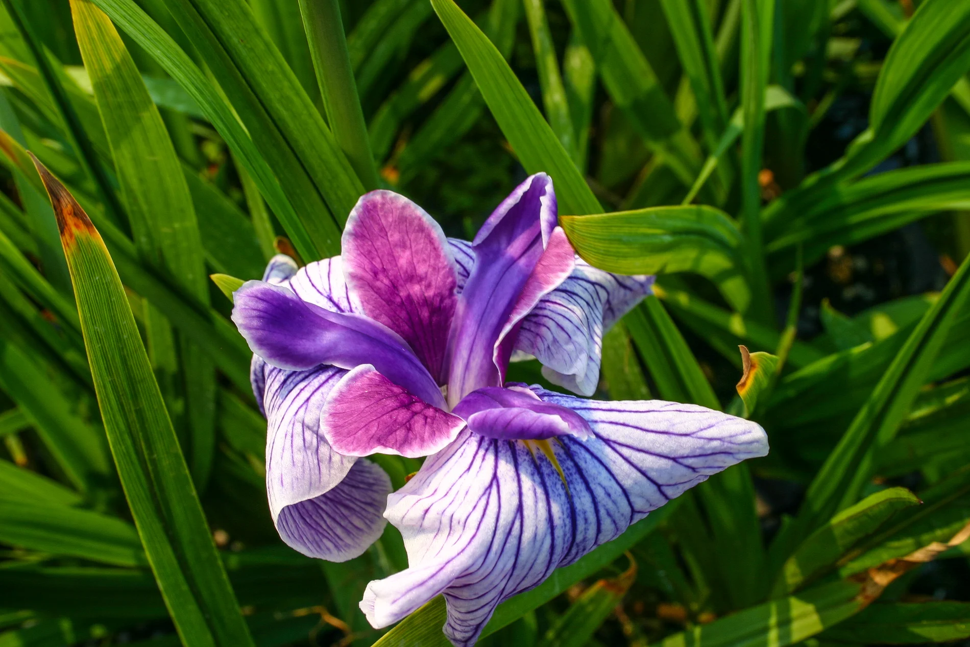 Iris kaempferi — Florida Aquatic Nurseries