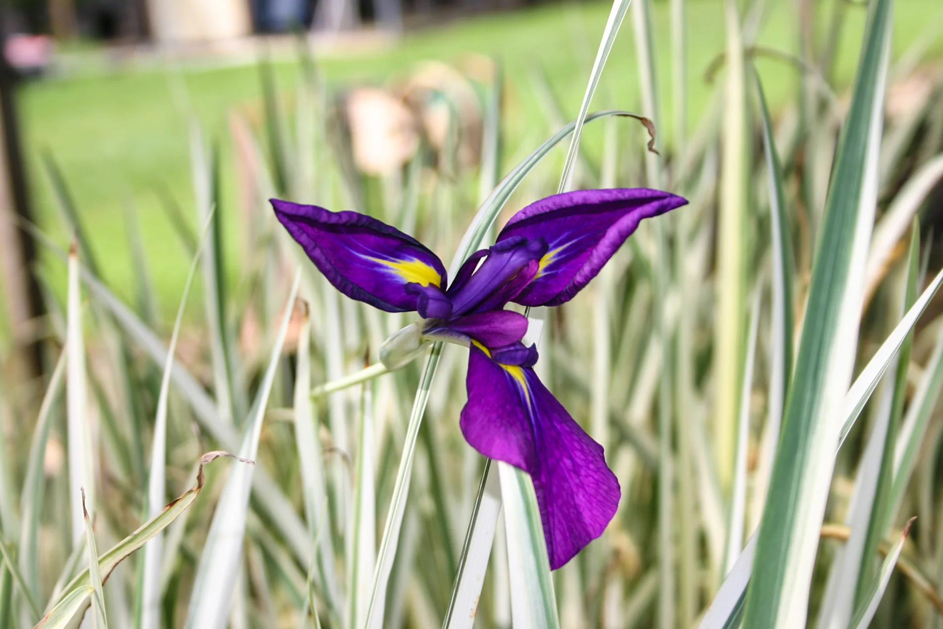 Variegated Japanese Water Iris