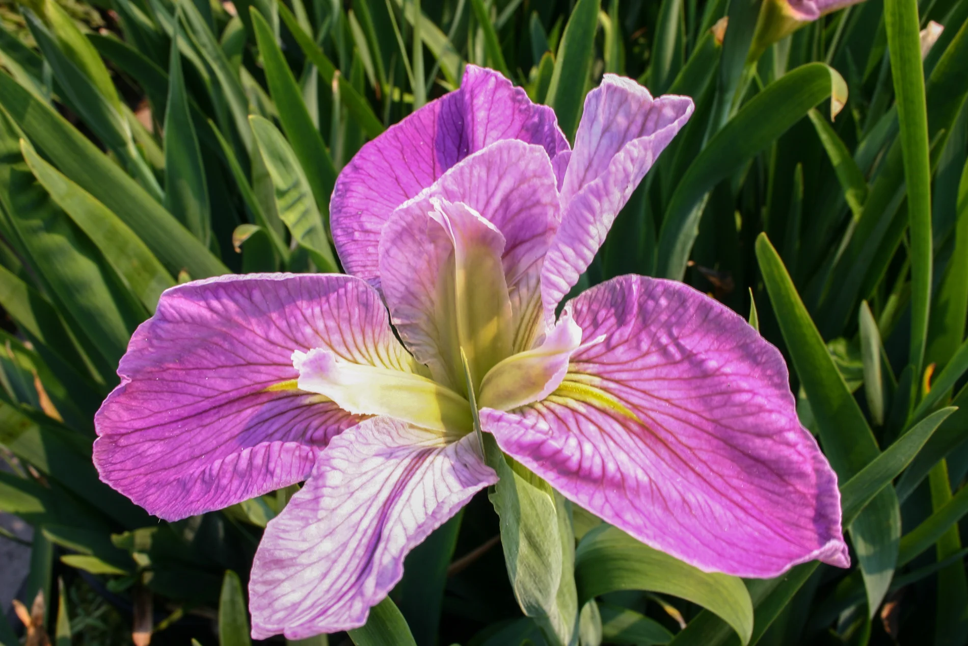 Iris x Louisiana 'Colorific' — Florida Aquatic Nurseries