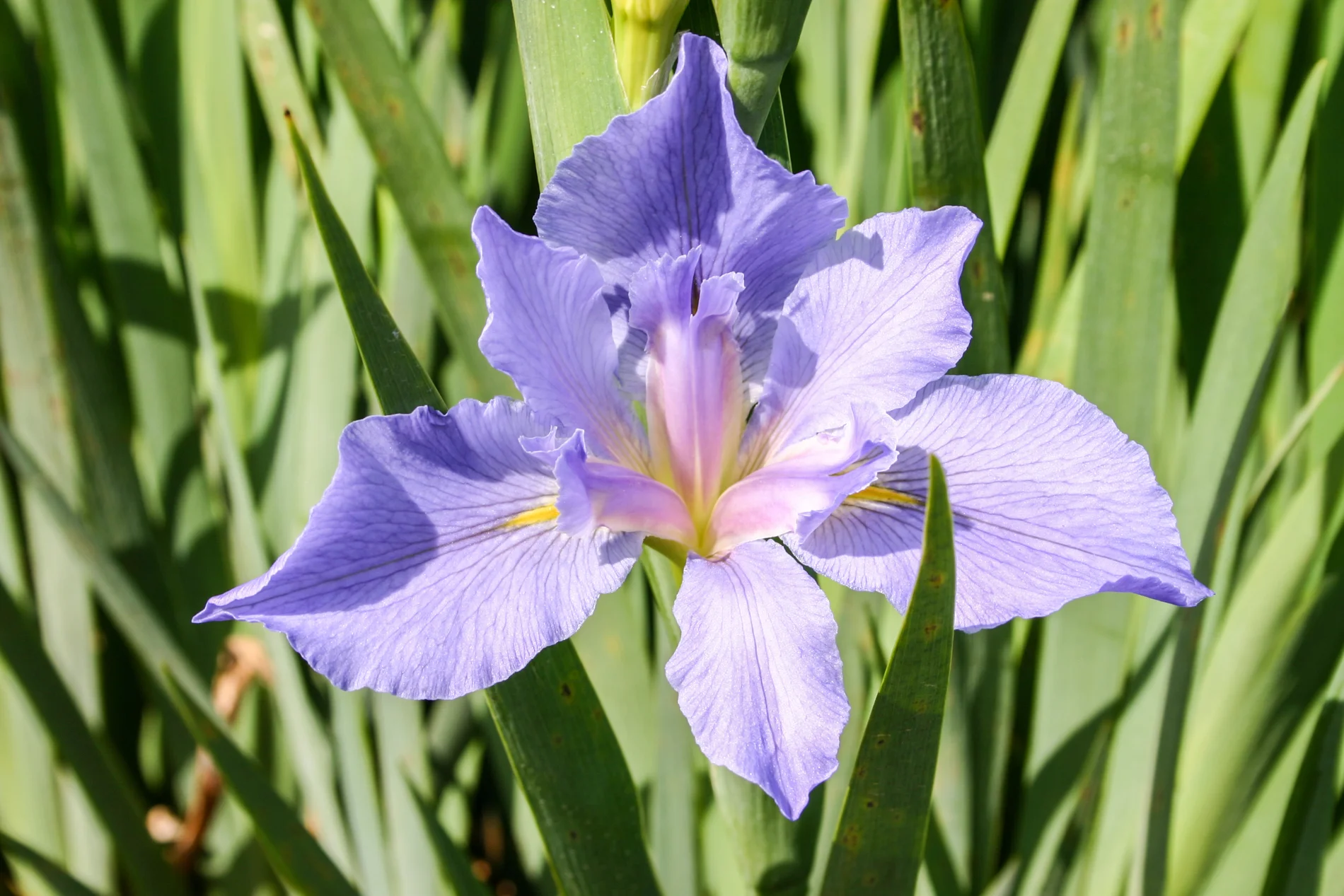 Iris x Louisiana 'Sea Wisp' — Florida Aquatic Nurseries