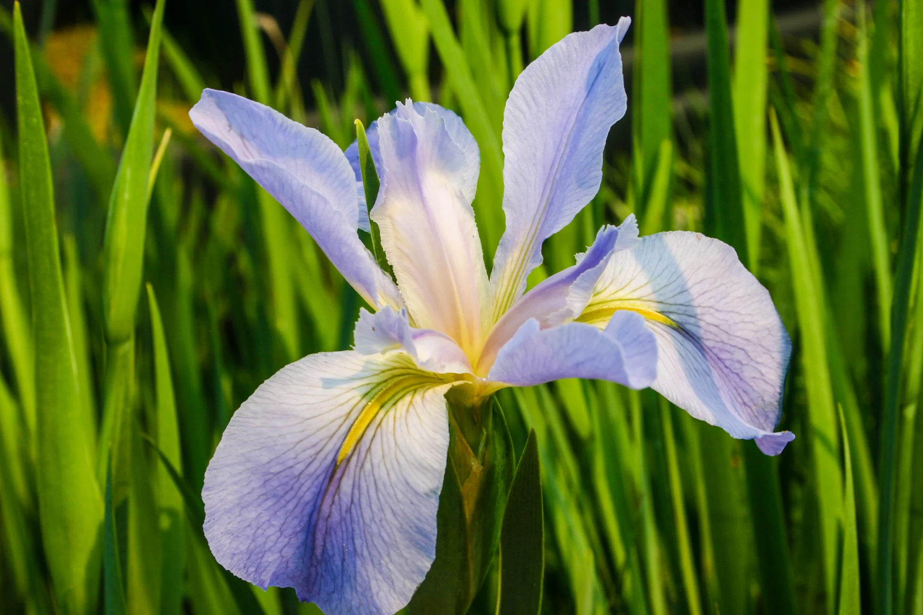 Iris x Louisiana 'Sea Wisp' — Florida Aquatic Nurseries