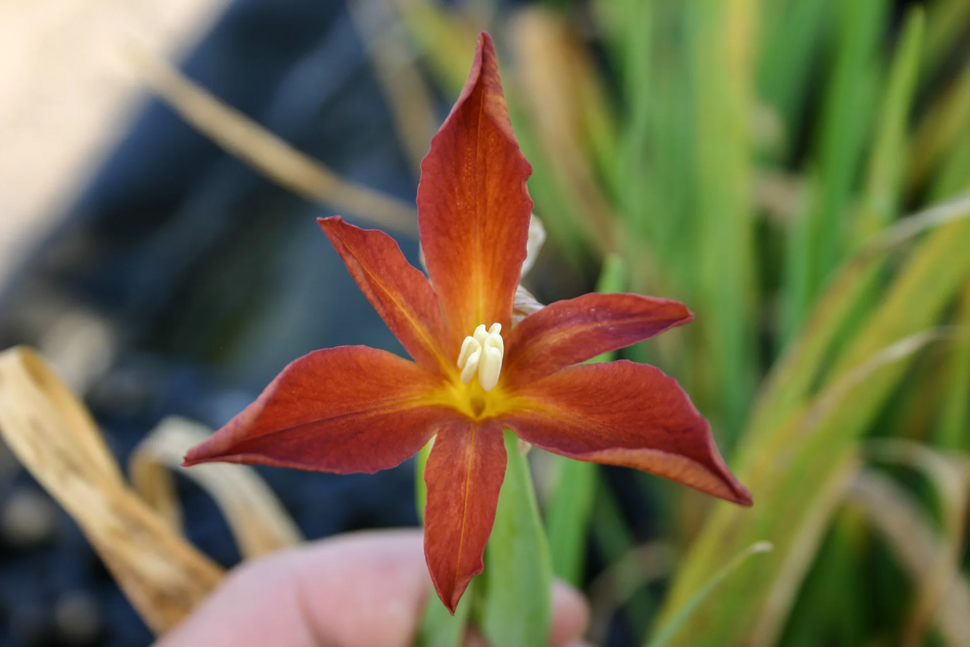 Iris fulva — Florida Aquatic Nurseries