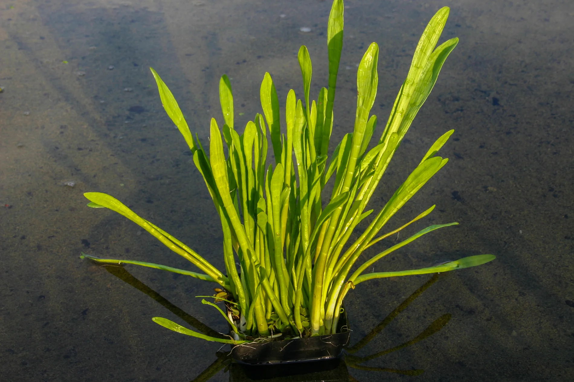 Lilaeopsis carolinensis (pond) — Florida Aquatic Nurseries