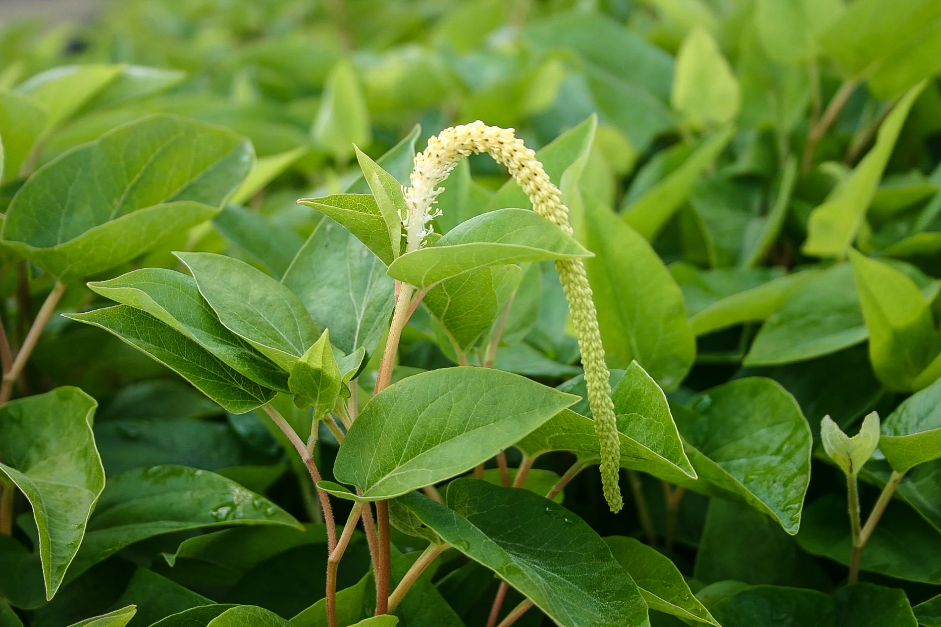 Saururus cernuus — Florida Aquatic Nurseries