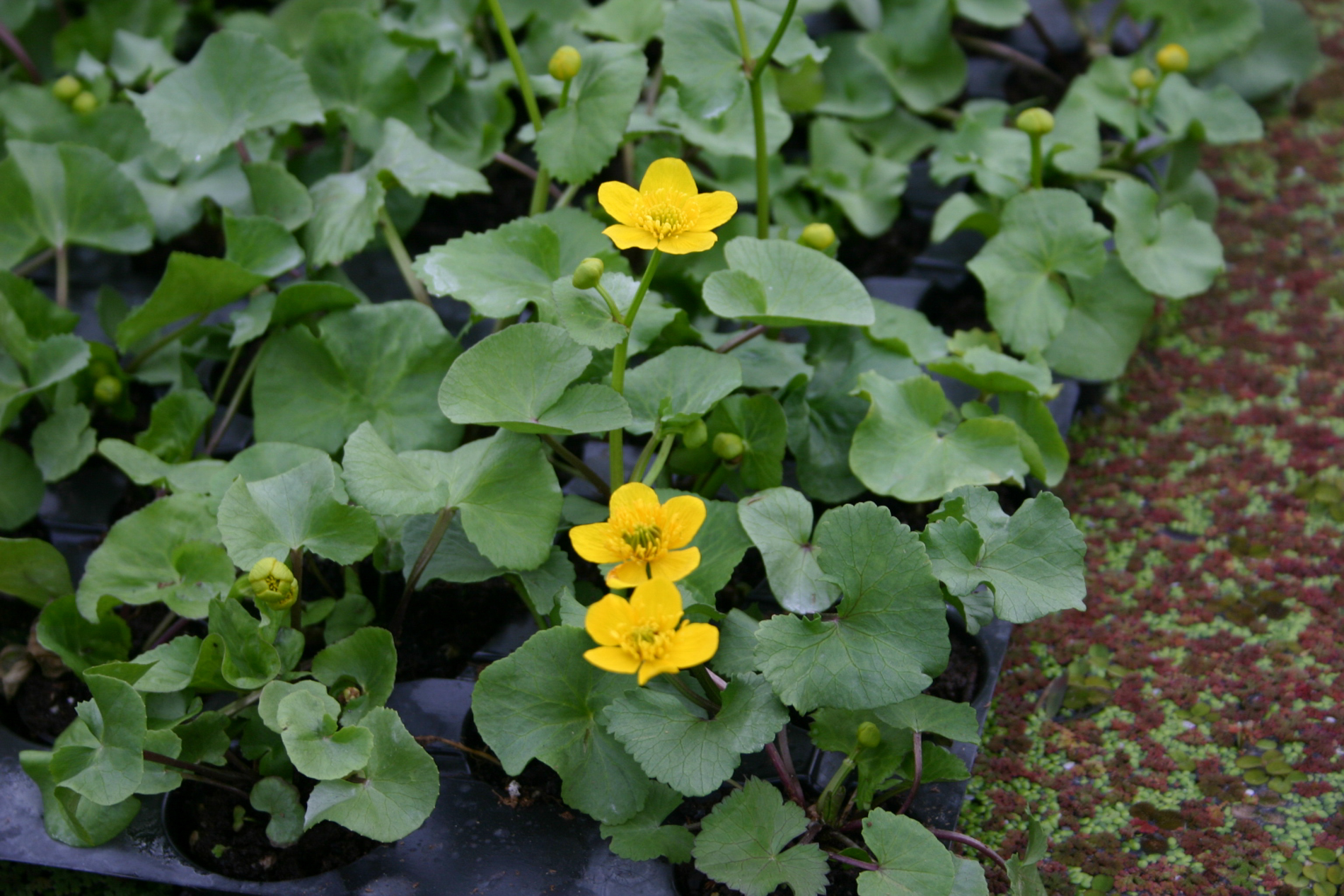 Caltha palustris — Florida Aquatic Nurseries