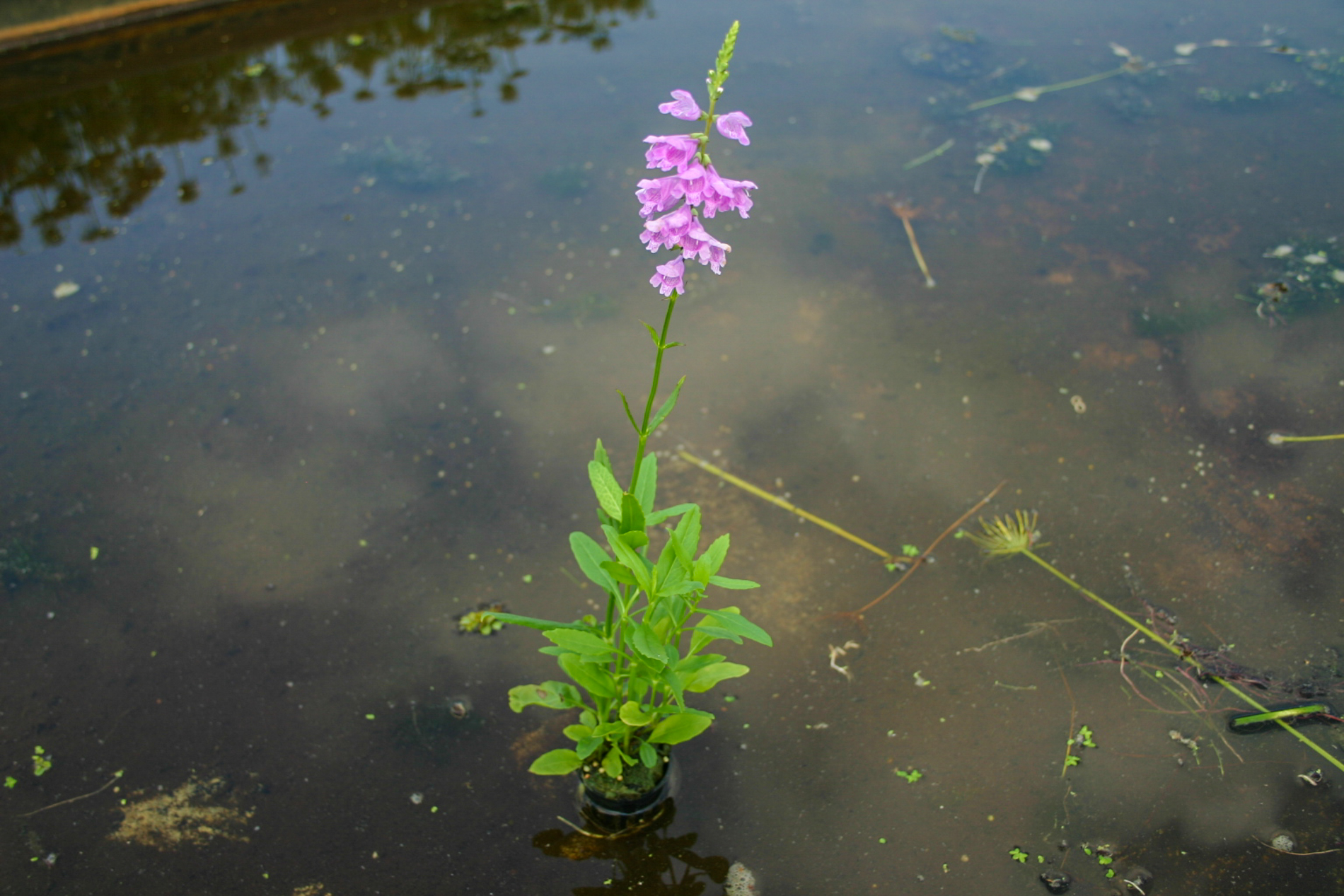 Physostegia leptophylla — Florida Aquatic Nurseries
