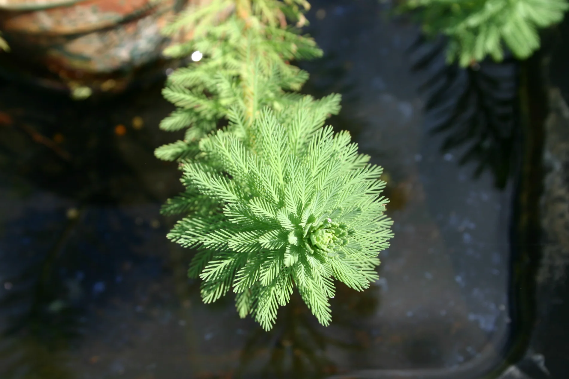 Myriophyllum aquaticum (pond) — Florida Aquatic Nurseries